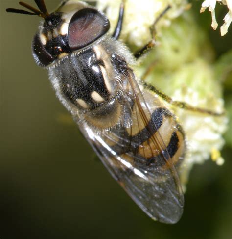 Copestylum Copestylum Marginatum Bugguide Net
