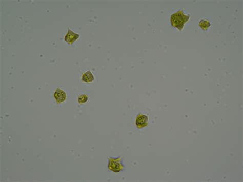 Microalgas Alga2o Microalgae Lista De Estirpes Chlorophyta