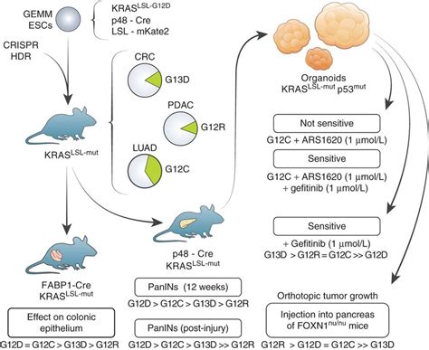Evaluating The Mutation Specific Functions Of Kras Using Genetically
