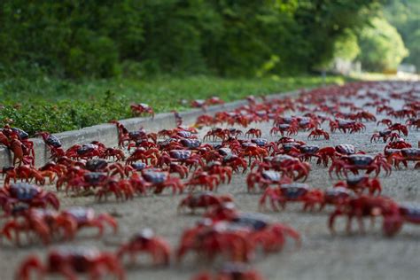 Red Crab Christmas Island Christmas Island Migration Christmas