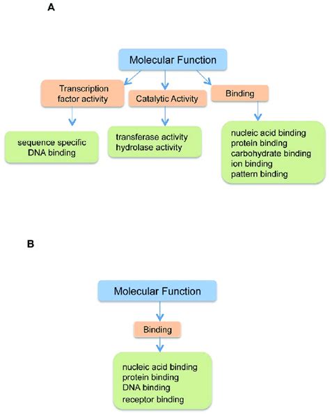Gene Ontology Tree For Molecular Functions The Gene Ontology Analysis
