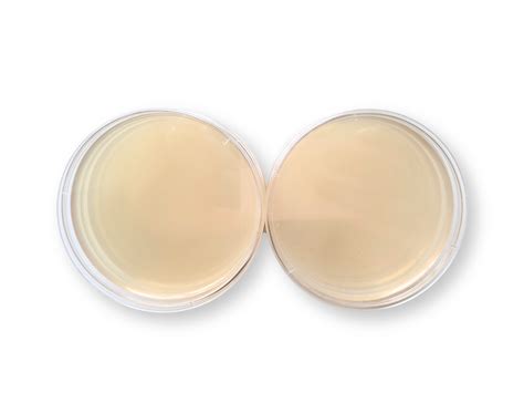 Clear Malt Extract Agar Plates 10 Pack Seismic Spore