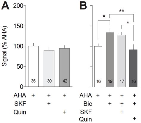 Dopamine Agonists Fail To Alter Basal Translation In Cultured Nac