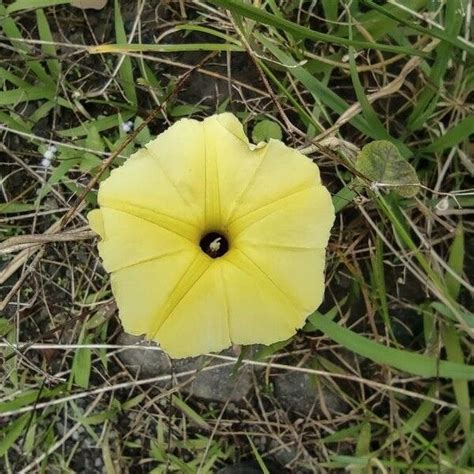 Fence Morning Glory Ipomoea Ochracea Plant Care And How To Grow Water
