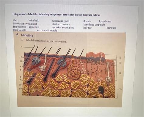 Solved Integument Label The Following Integument