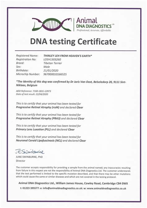 From Heavens Earth Tibetan Terriers Thinley