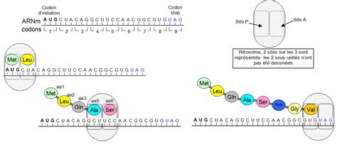 Diagramme De Transcription Et De Traduction