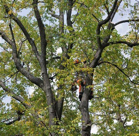 Tree Reduction Gold Coast Tree Menders Tree Care