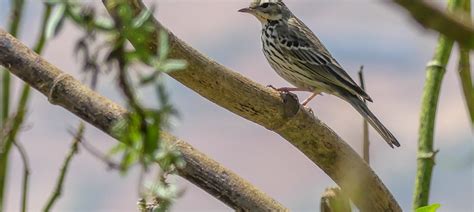 Tree Pipit Bubo Birding