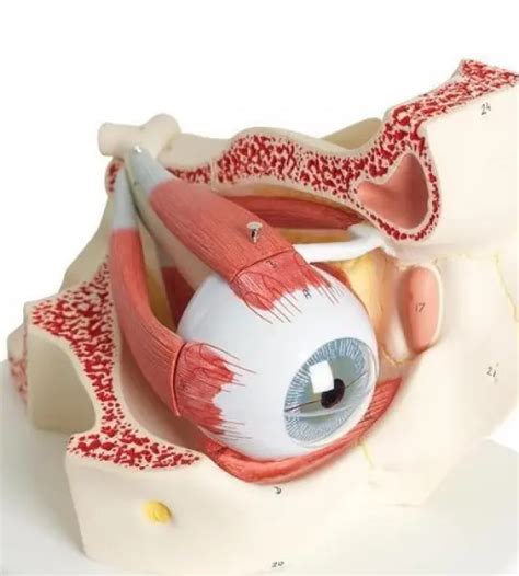 Eye With Orbit Model 3x Enlarged Dissectible Into 10 Parts