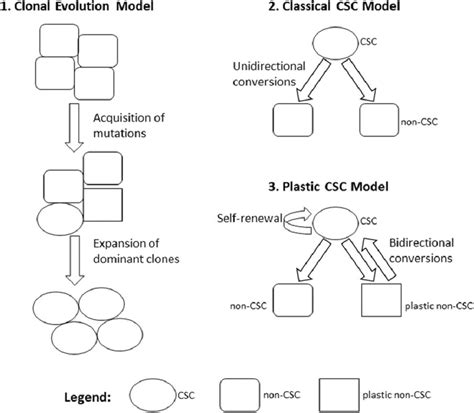 Primary Models Of Cancer Stem Cells Cscs And Tumor Heterogeneity Are