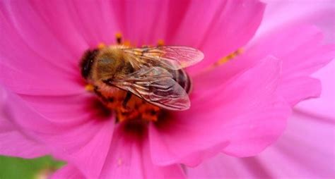Effects Of Declining Bees