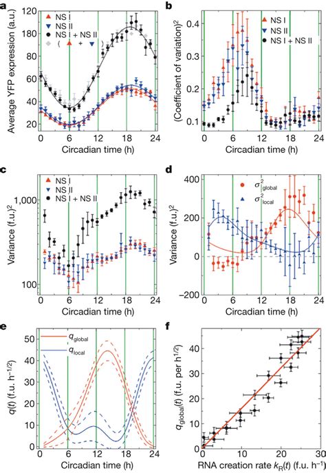 Cell To Cell Variability In Single And Double Copy Number Download Scientific Diagram