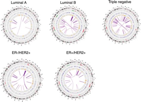 Circos Plots Of Mutations In Clinical Molecular Breast Cancer Subtypes