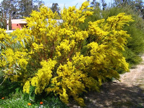 Acacia Acinacea The Native Shop