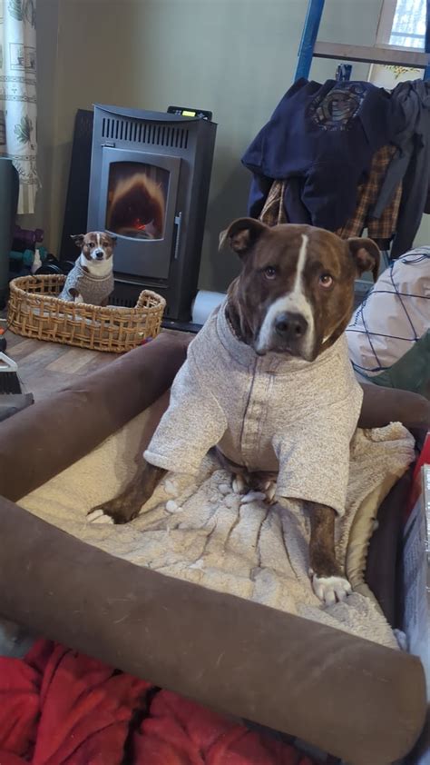 My 11years Young Gumpy Boi Rpitbulls