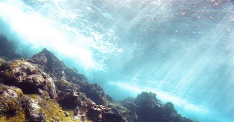 Navassa Island Expedition Walls Of Coral