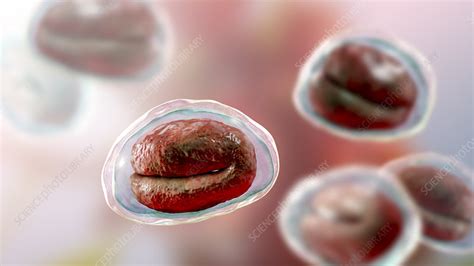 Threadworm Eggs Illustration Stock Image F027 7584 Science Photo Library