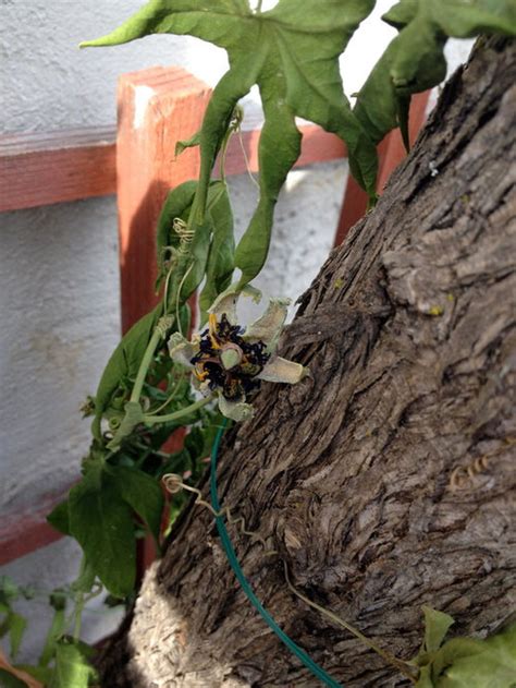 My New Clematisdeadovernighthelp