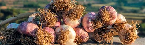 Ajo Necesidades De Clima Y Suelo Ferroice Cámaras De Conservación