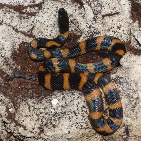 Bismarck Ringed Python Animal Facts Bothrochilus Boa A Z Animals