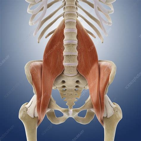 Iliopsoas Muscles Artwork Artwork Muscle Stock Images