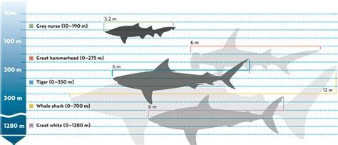 Shark Diving Depths
