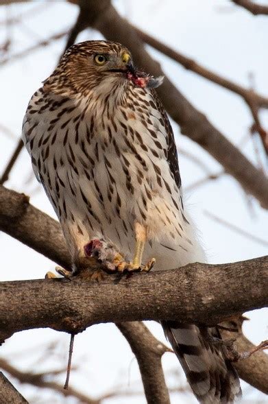 Sharp Shinned Hawk Nesting Habits