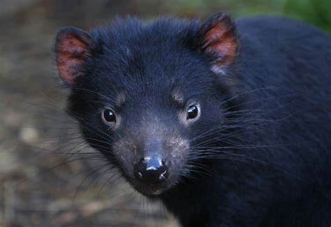 Después De 3 Mil Años El Demonio De Tasmania Vuelve A Estar Presente