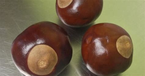Facts About Ohios Buckeye Tree