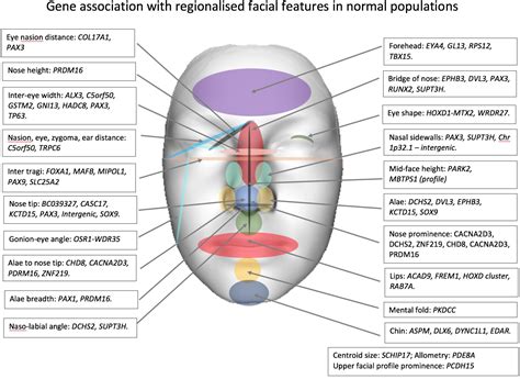 Frontiers Facial Genetics A Brief Overview