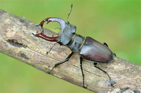 Avondwandelingen Ontdek Het Vliegend Hert Regionaal Landschap