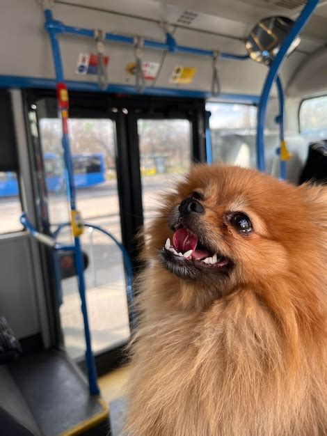 Premium Photo German Spitz Klein