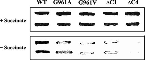 Comparative Functional Complementation Of E Coli Ppc Strain Xh11 By