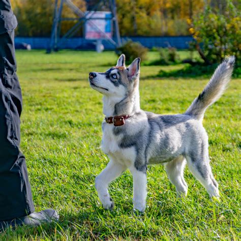 Mini Husky Breeder Florida At William Everhart Blog