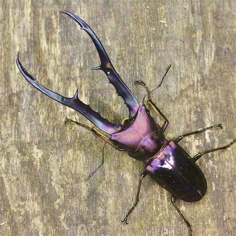 Cyclommatus Metallifer Finae Imago Jamjam Exotic