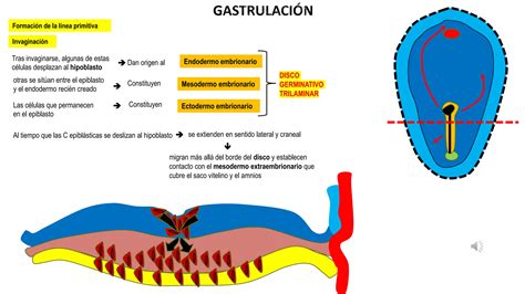 Tercera Semana GastrulaciÓn 3 Capas Germinalespdf