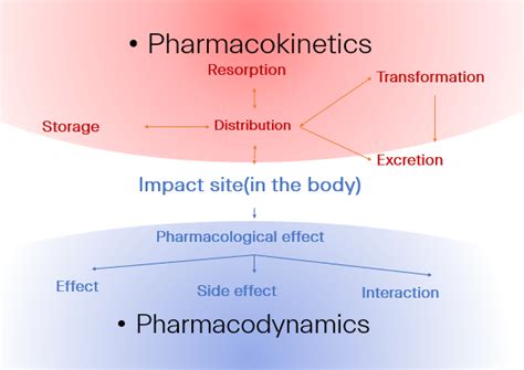 Pharmacokinetics Vs Pharmacodynamics Differences Phartoonz