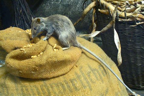 Pack Rat Learn About Nature