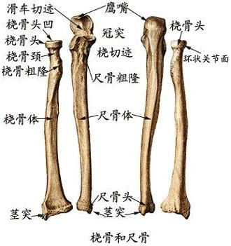 理论要点之外科学：上肢骨折
