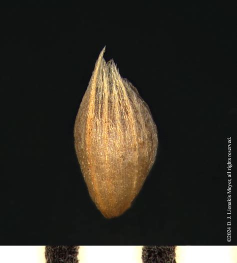 Phleum Pratense L Idseed