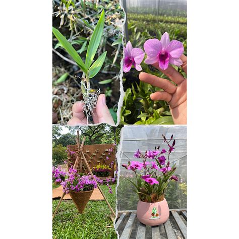 Combo 10kie Hoa Lan Dendro Mini Shopee Việt Nam