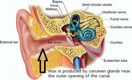Pin On Chapter 6 The Integumentary System