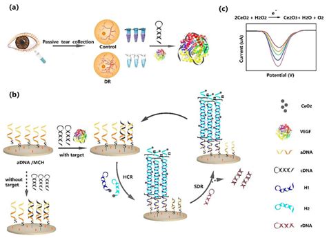Recent Advances In Electrochemical Aptasensors For Detection Of