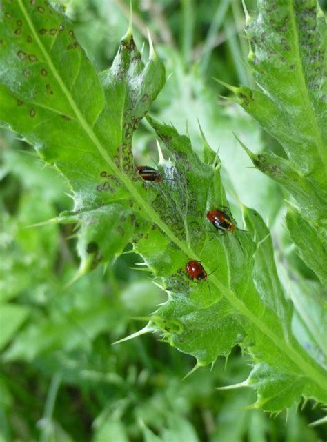 Fourlined Plant Bug Yard And Garden