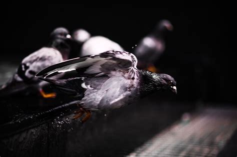 Premium Photo Close Up Of Crab In Water