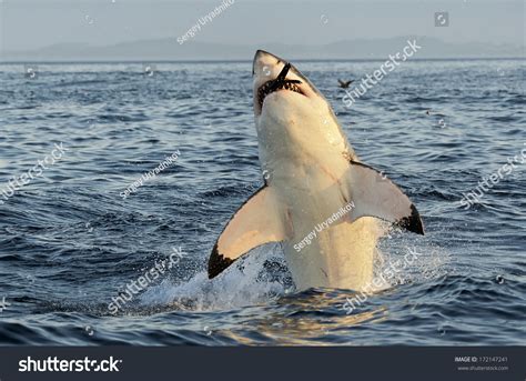 Great White Shark Attacks Seal