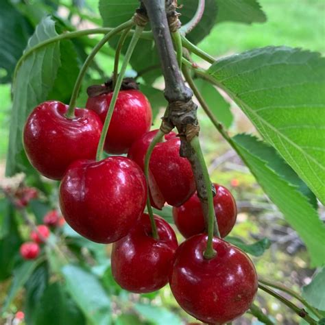 Summit Cherry Bush Grow Fruit Trees