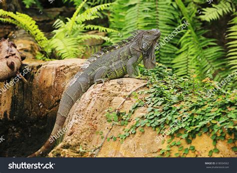Green Iguanas Habitat