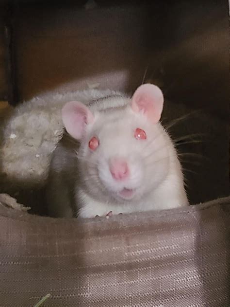 My First Rat Egg 🤍🐀 Rrats